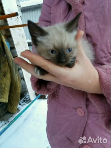 Котенок девочка