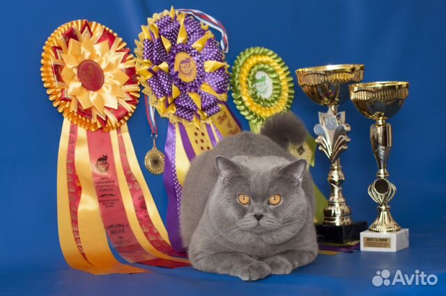 Британцы WCF