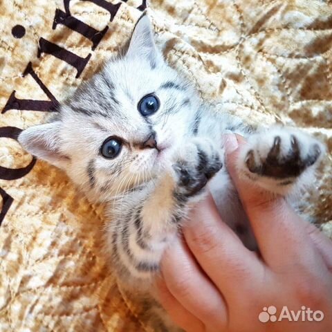 Британский котёнок