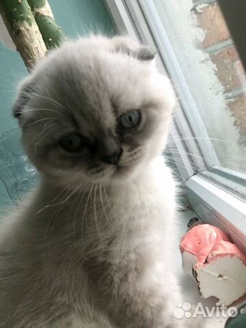 Продам шотландского скотиш фолд