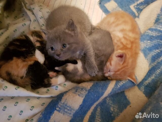 Отдам котят в добрые руки