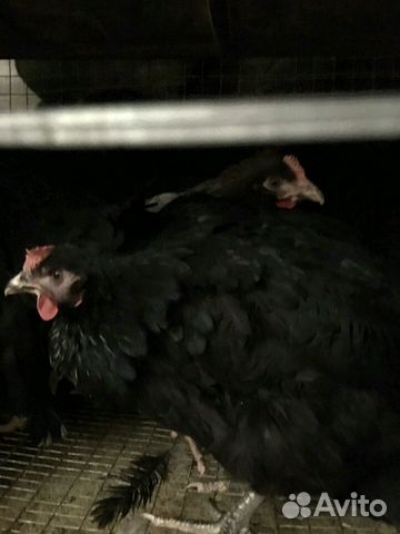 Продам кур