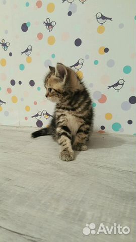 Шотландские котята