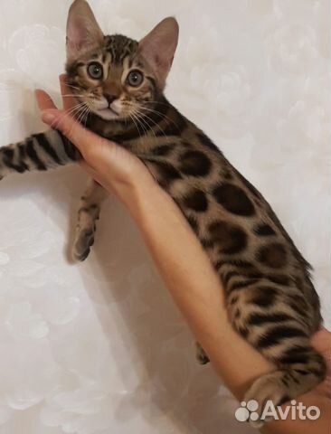 Бенгальские котята