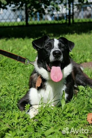 Метис лайки ищет дом