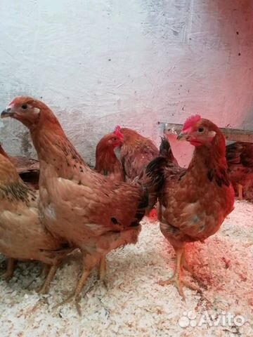 Петушки Кучинская Юбилейная 3 меся