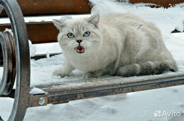 Клубный шотландский красавец