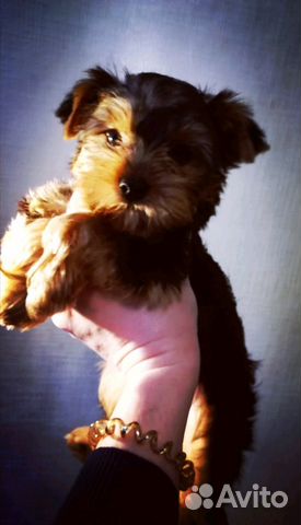 Щенки йоркширского терьера