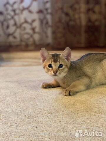 Котенок Чаузи
