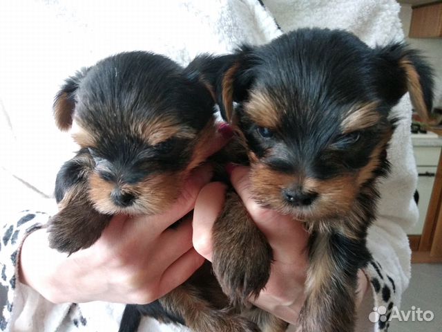 Йоркширский терьер