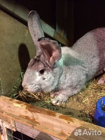 Продаю кролика самца
