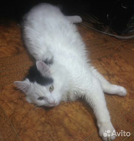 Молодой котик