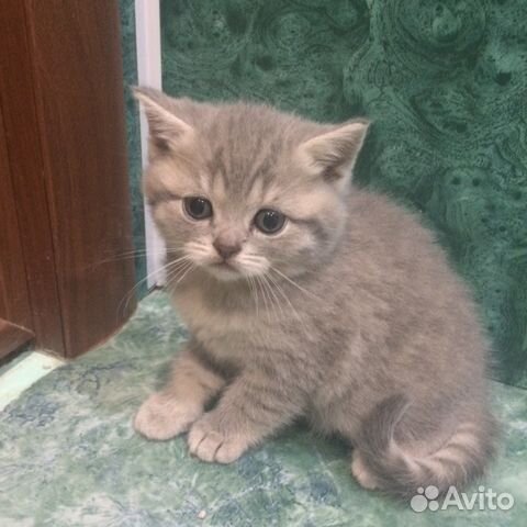 Продается красивый котик