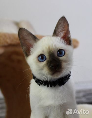 Тайские котята. Дети чемпиона мира.Питомник