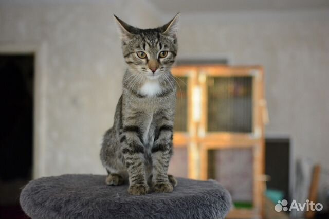 Кот Конор
