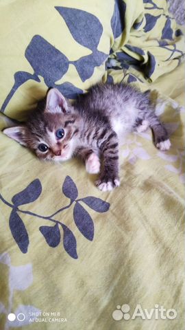 Котенок