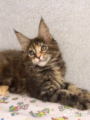 Котята породы Мейн-кун