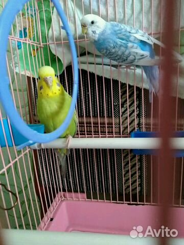 Волнистые попугаи