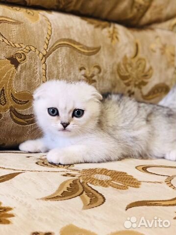 Котенок шотландский вислоухий редкого окраса