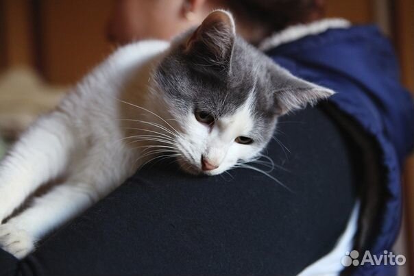 Отдам в добрые руки