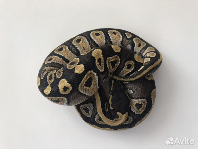 Regius python mojave, самец