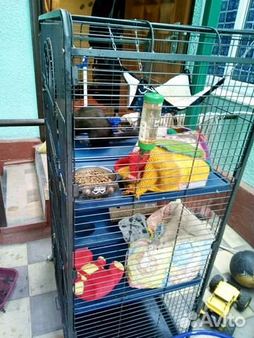 Хорек с клеткой