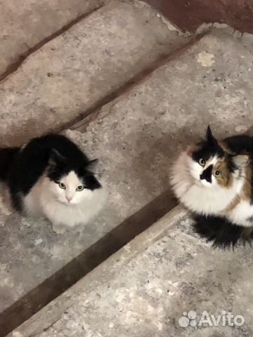 Котик и кошка в добрые руки