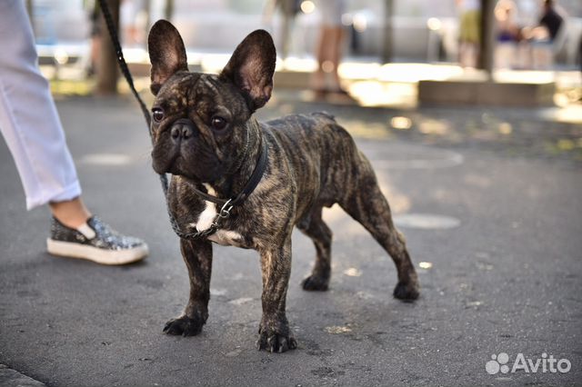 Красавец Француз для вязки