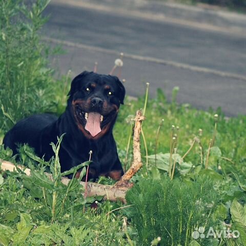 Щенки ротвейлера