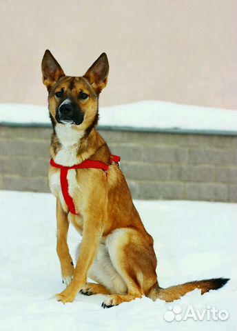 Шустрик ищет дом