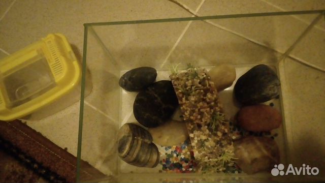 Аквариум для водяных черепах