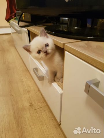 Девочка шотландка 2 месяца