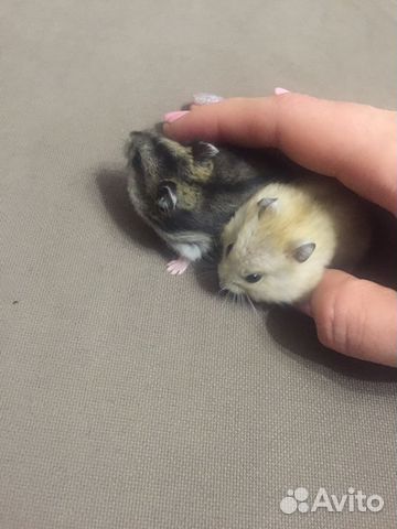 Хомячки джунгарские