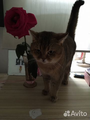 Предлагаем вязку с молодым котиком