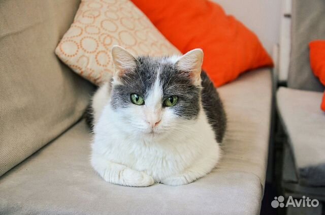 Приютская симпатяга, скромница кошечка Стеша в дар