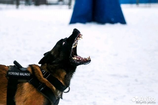 Щенки бельгийской овчарки (малинуа)