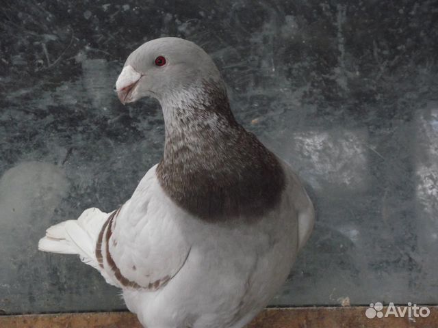 Голуби. Немецкие выставочные