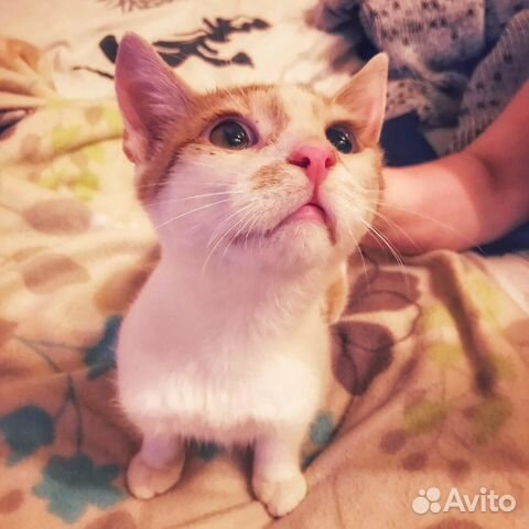 Классный солнечный котик ищет дом котенок в дар