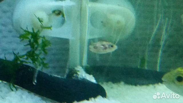 Тетрадон тетраодон тетрадонт тетраодонт