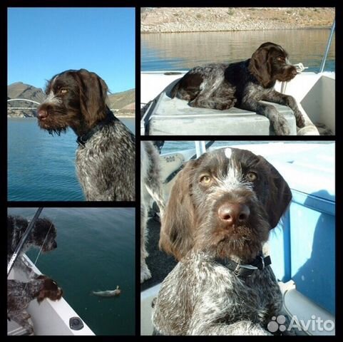 Дратхаар помогите вернуть домой