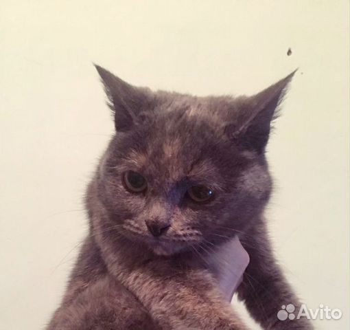 Кошечка Мелани в поисках дома