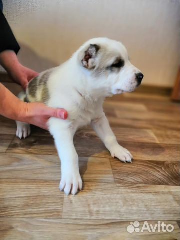 Щенок Среднеазиатская овчарка кобель