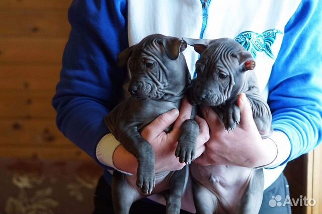 Чёрные велюровые мальчики