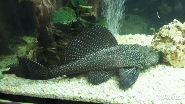 Сом парчевый