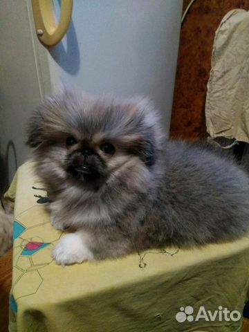 Девочка варежка