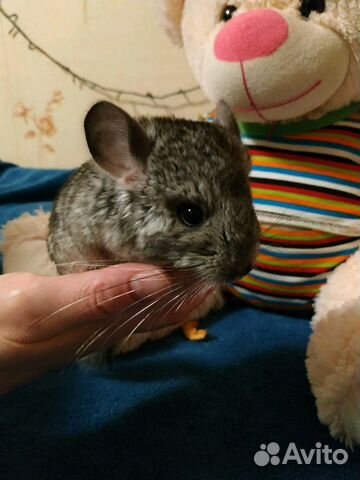 Шиншилла