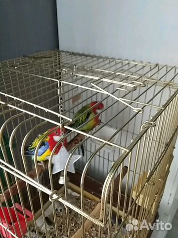 Попугаи Розелла