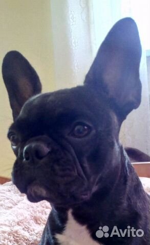 Ищем кавалера