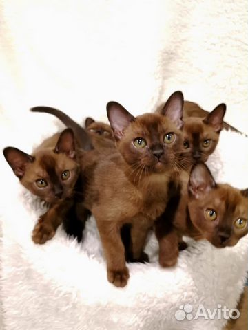 Бурманские соболиные котята