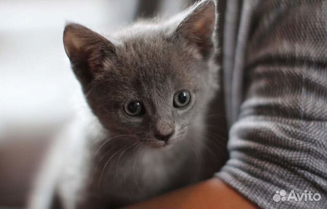 Котенок